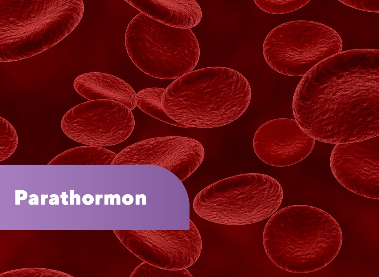 Parathormon | Op.Dr Mücteba Gündüz
